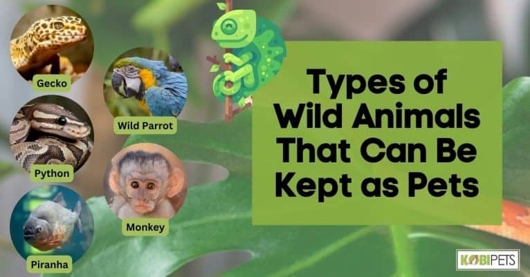 The Debate on Keeping Wild Animals as Pets - Kobi Pets