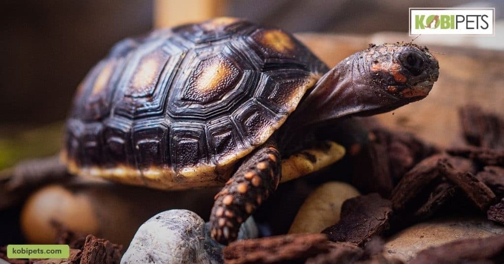 The Debate on Keeping Wild Animals as Pets - Kobi Pets