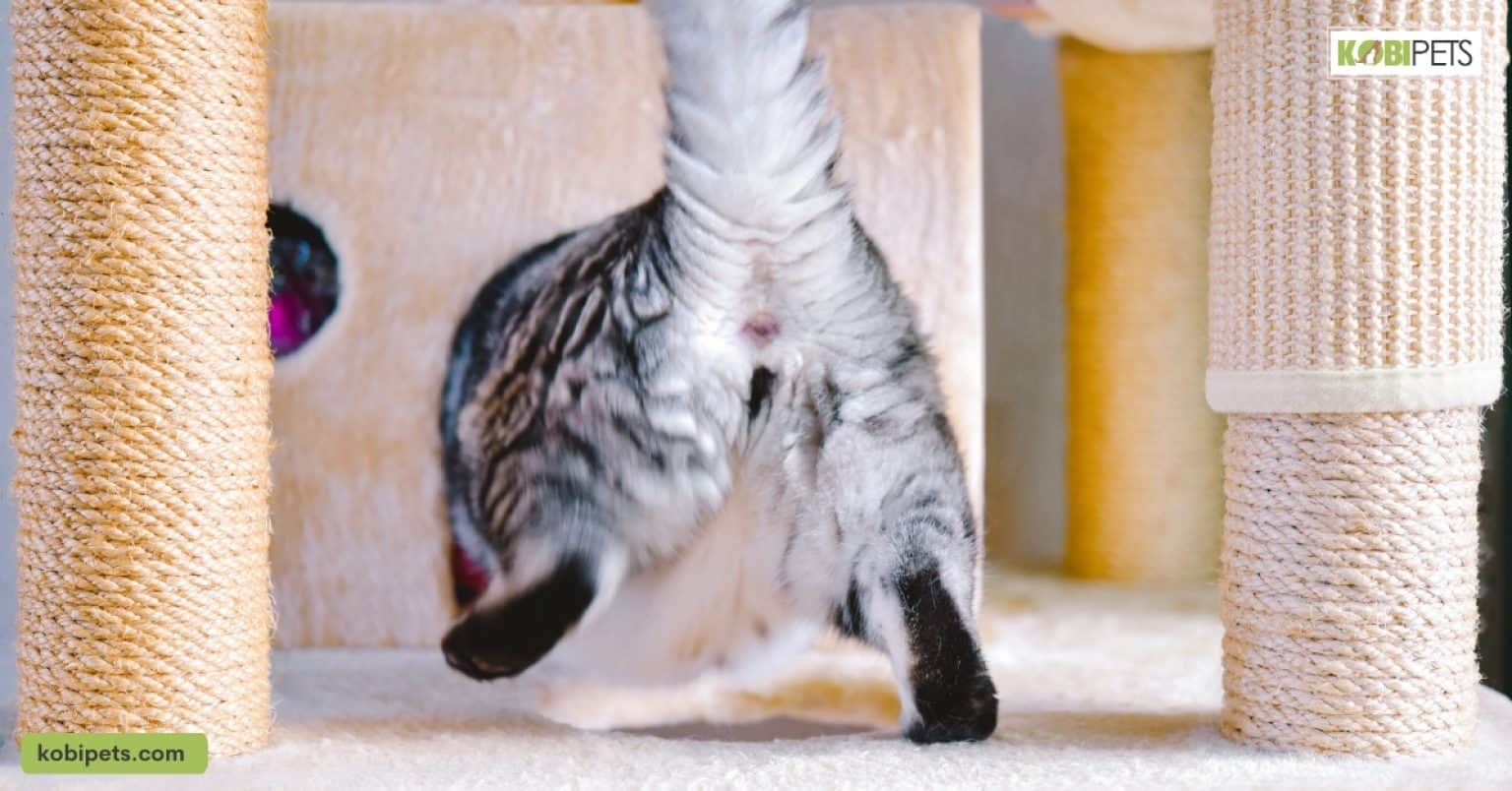 How to Tell If a Kitten is a Boy or a Girl - Kobi Pets