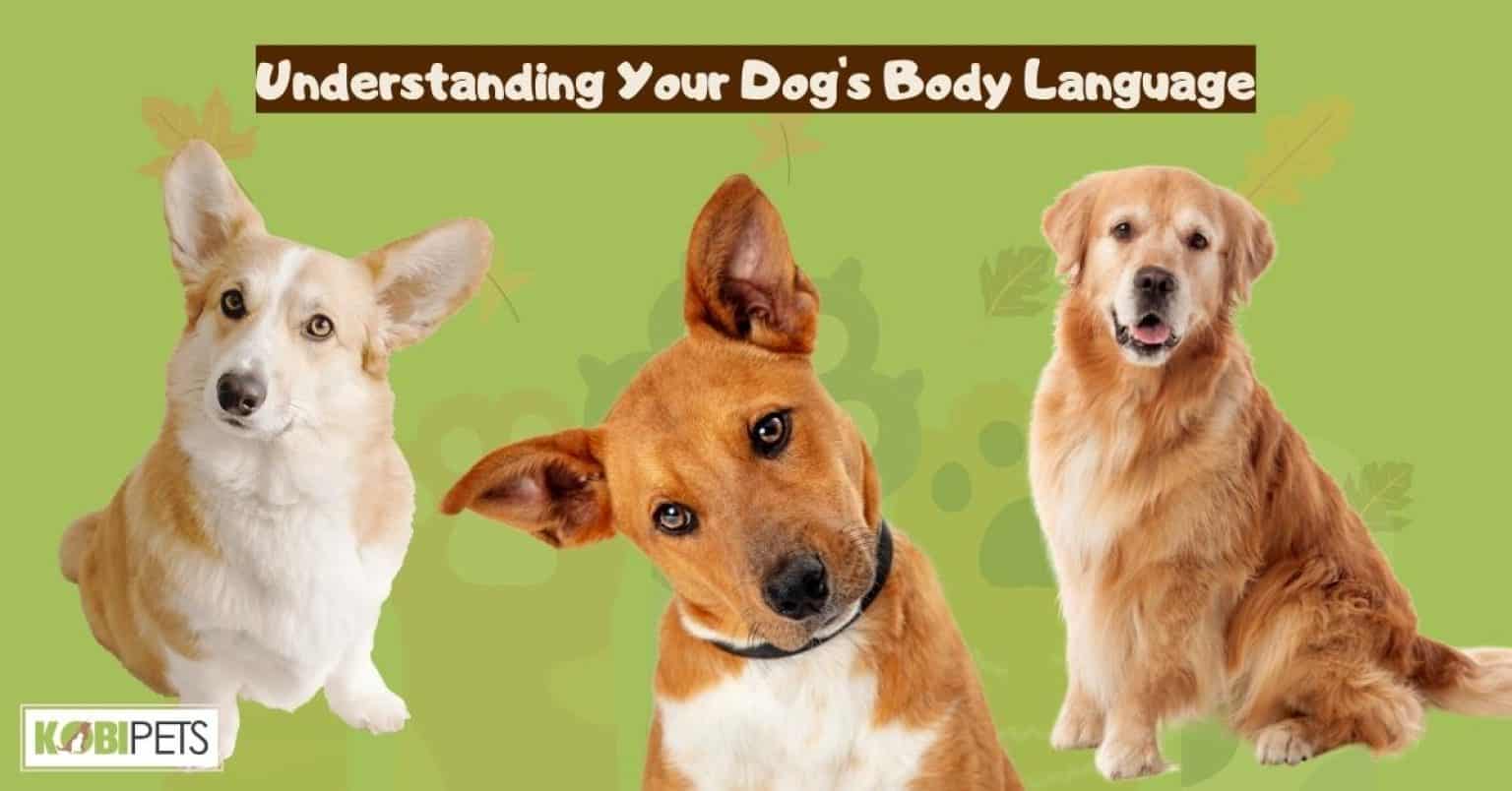Understanding Your Dog's Body Language - Kobi Pets
