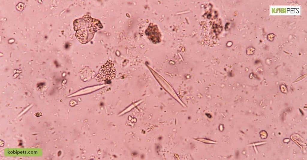 A Guide to Identifying and Treating Parasites in Tropical Fish - Kobi Pets