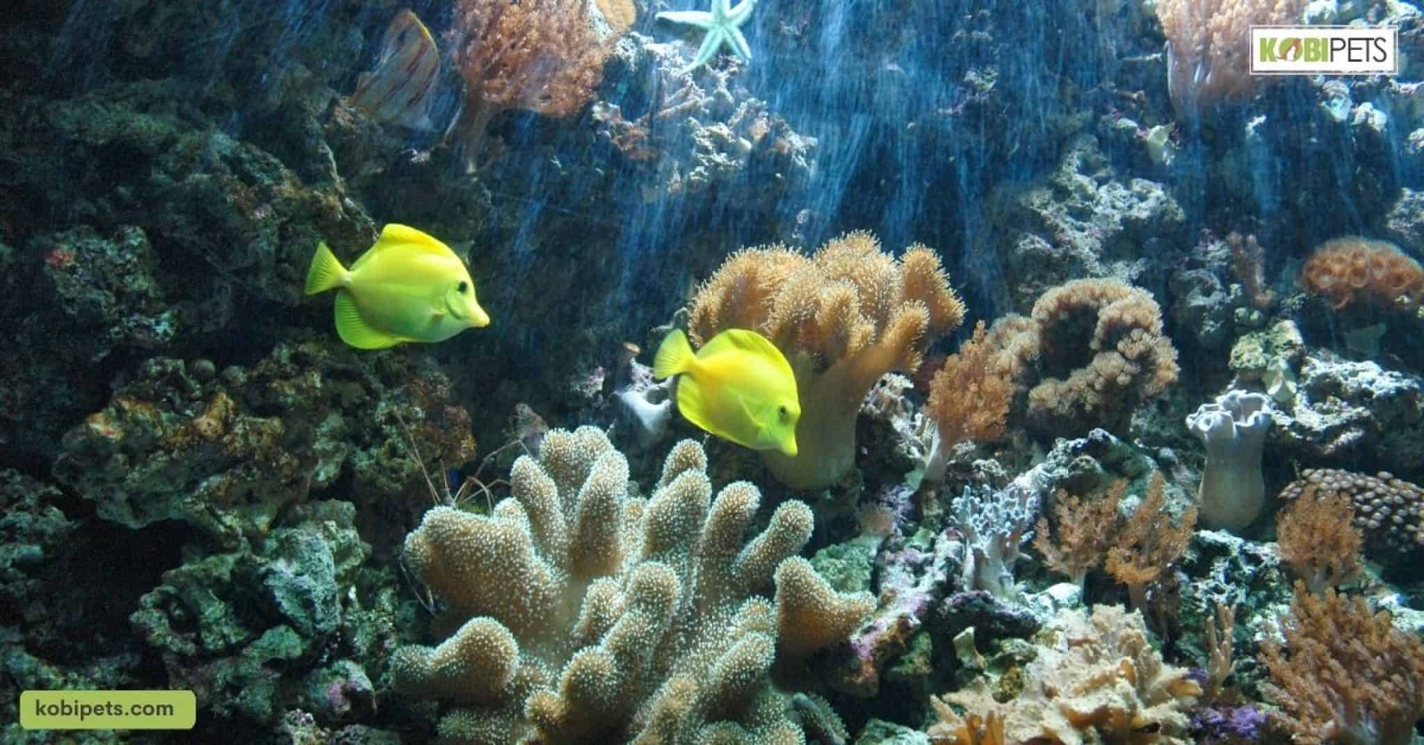 Preventing and Treating Parasites in Your Tropical Fish Tank - Kobi Pets