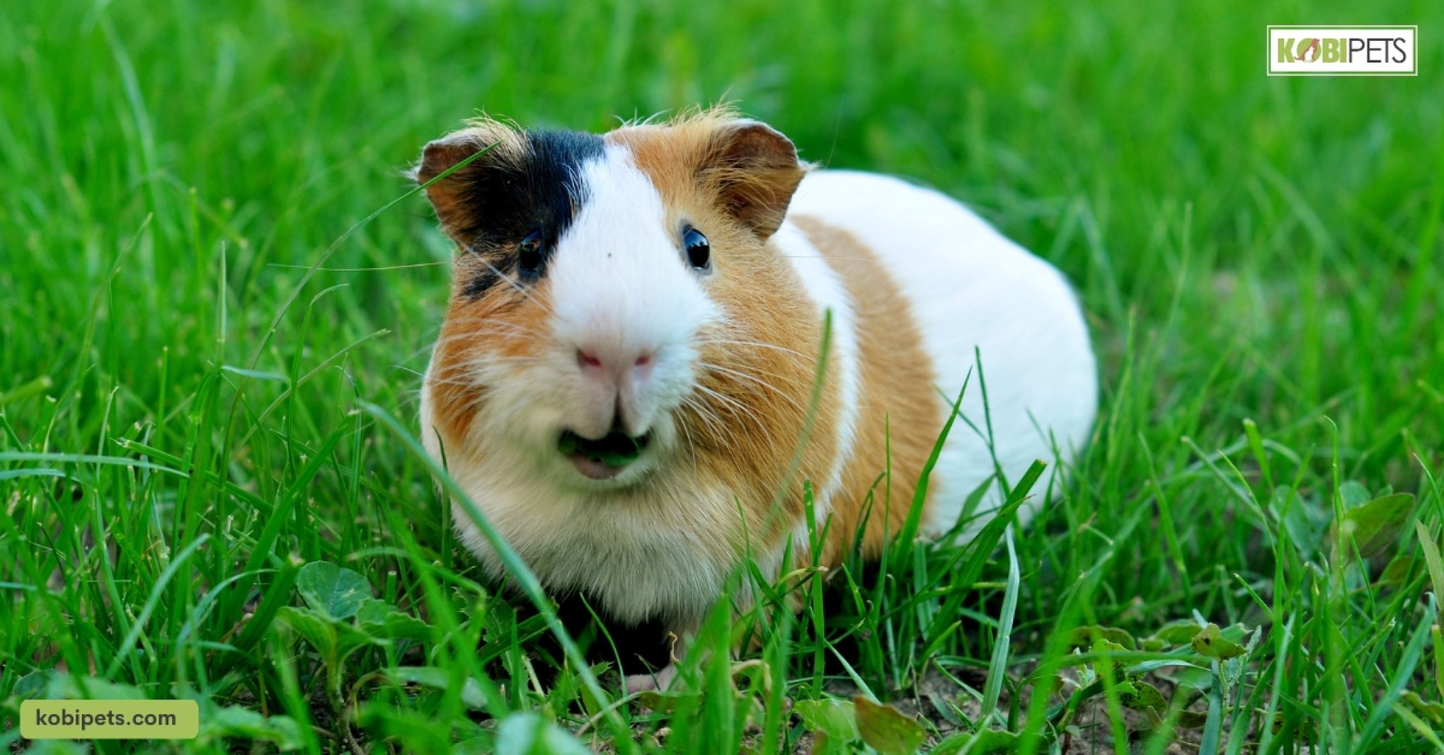 22 Fun Facts About Guinea Pigs You May Not Know - Kobi Pets