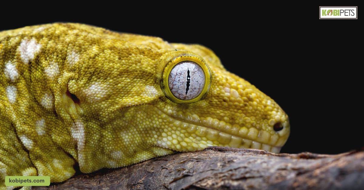 Leachie Gecko Care Tips: Everything You Need To Know - Kobi Pets