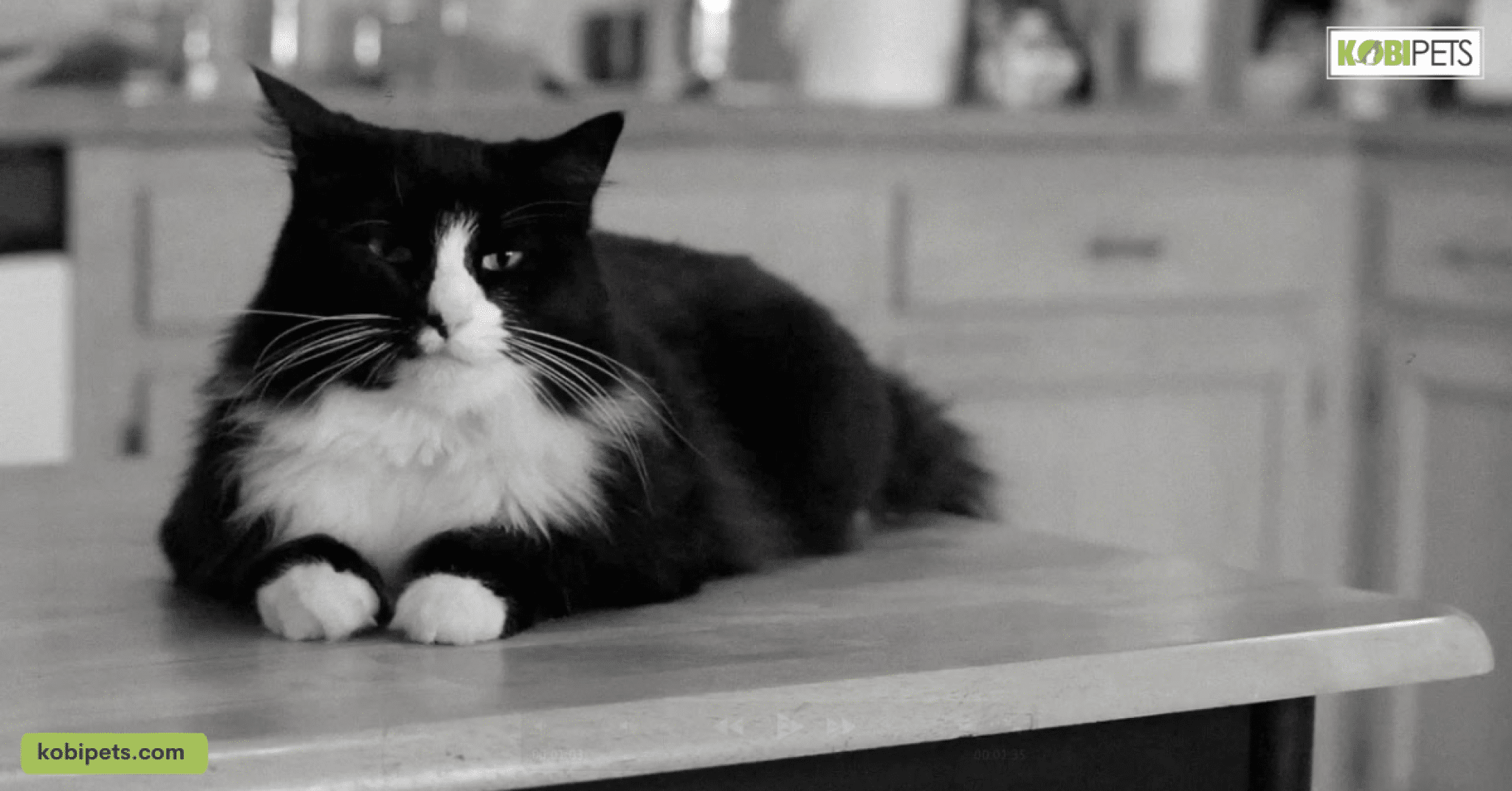 The 10 Most Famous Cats on the Internet - Kobi Pets