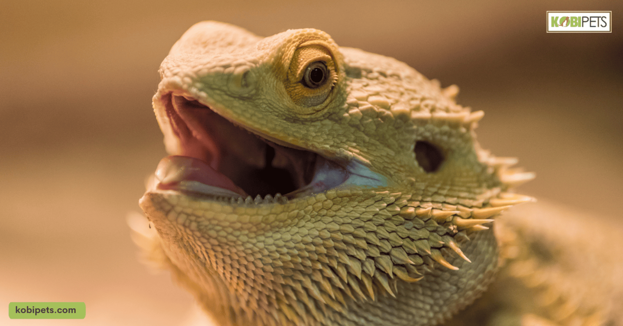10 Remarkable Abilities of Reptiles That Will Leave You Awestruck ...